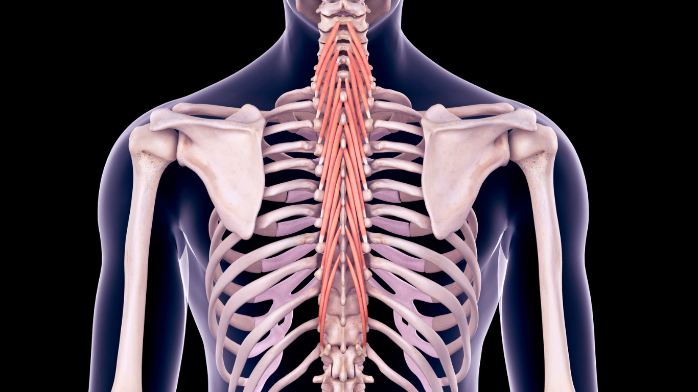 Thoracic Spine Anatomy Pictures