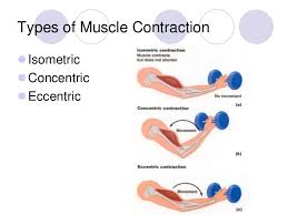 muscle contraction types gold coast physio pilates | Gold Coast Physio ...