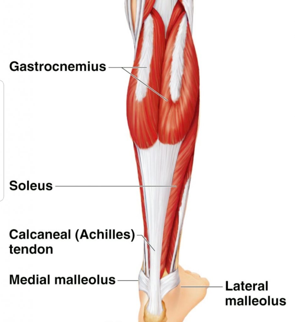 calf muscle anatomy | Gold Coast Physio & Sports Health | Ashmore ...